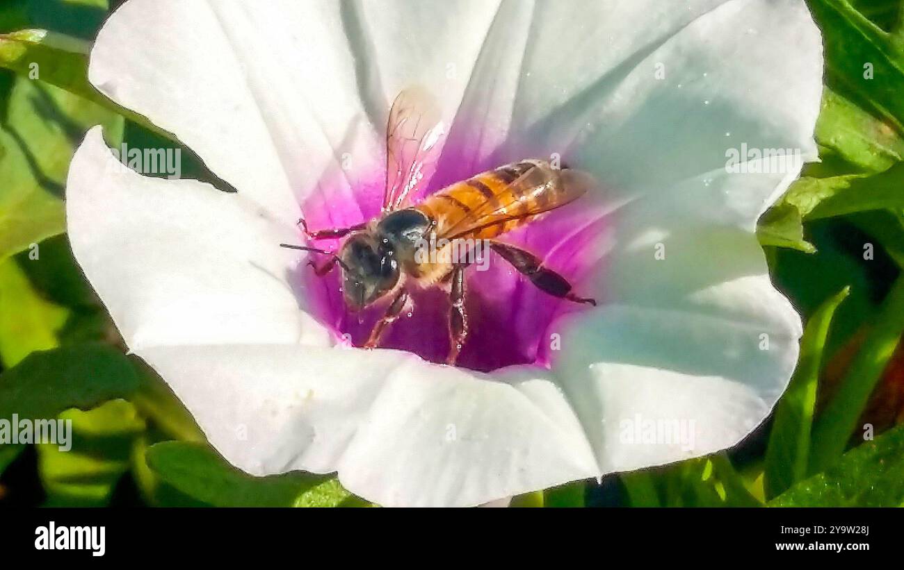 An African honey bee loaded with pollen on a flower Stock Photo - Alamy