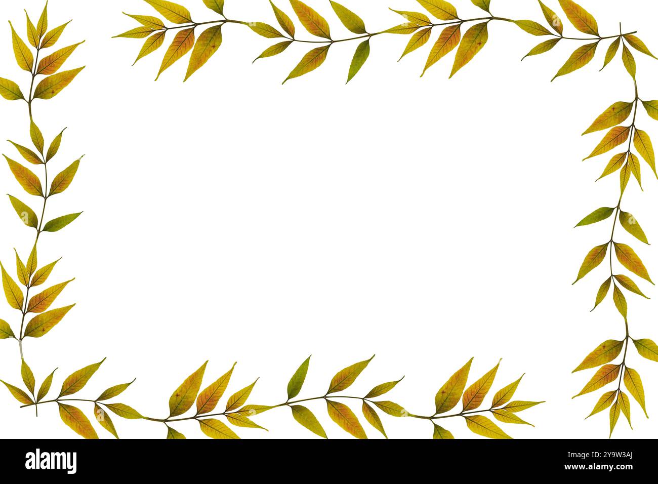Dry pressed leaves of ash tree as a frame isolated on white background ...