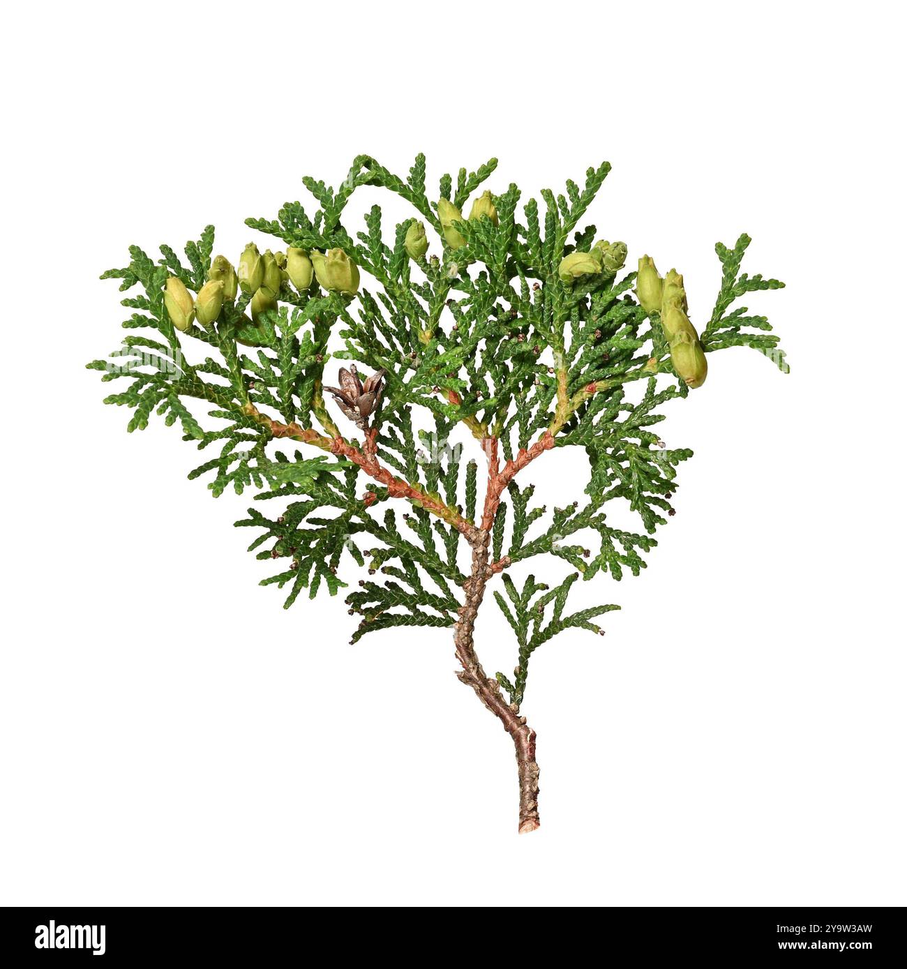A branch of the evergreen coniferous tree Thuja occidentalis isolated ...