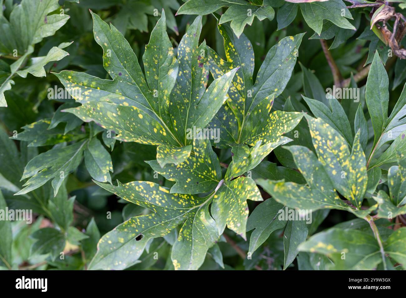 Close up of a leaf affected by peony tobacco rattle virus or ringspots ...