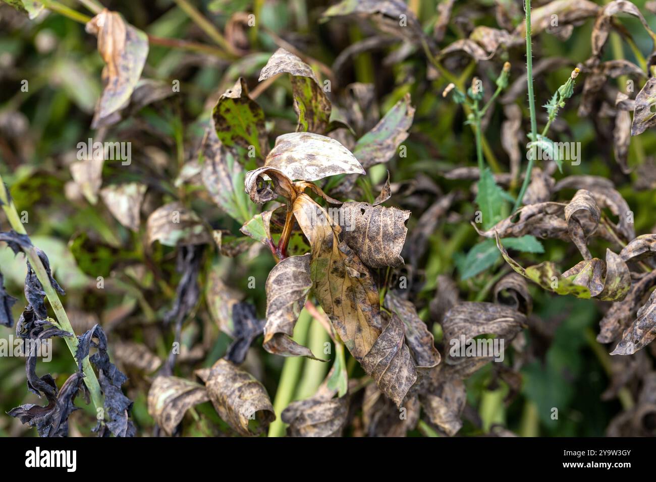 Brown rot of garden peonies. Leaves of a tree-like peony with signs of ...