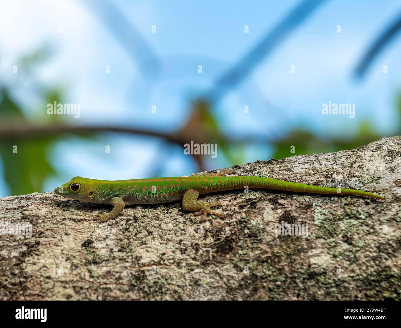 Small Seychelles day gecko (Phelsuma astriata), photographed on Mahé ...