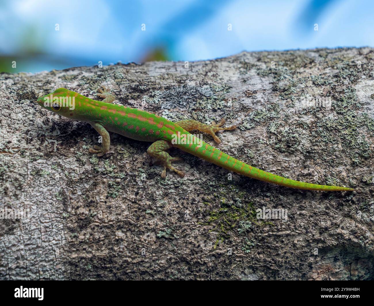 Small Seychelles day gecko (Phelsuma astriata), photographed on Mahé ...