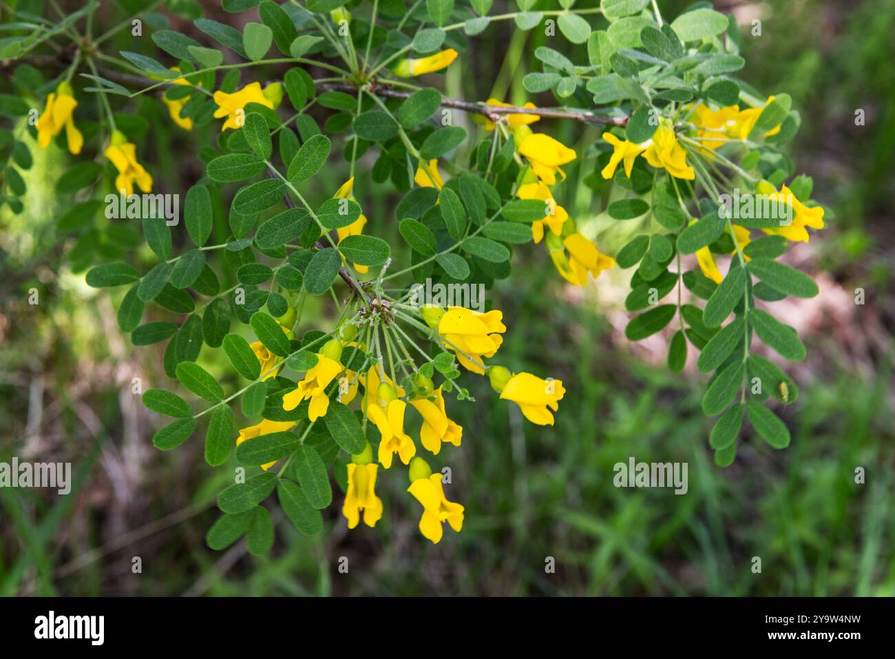 Siberian karagana hi-res stock photography and images - Alamy