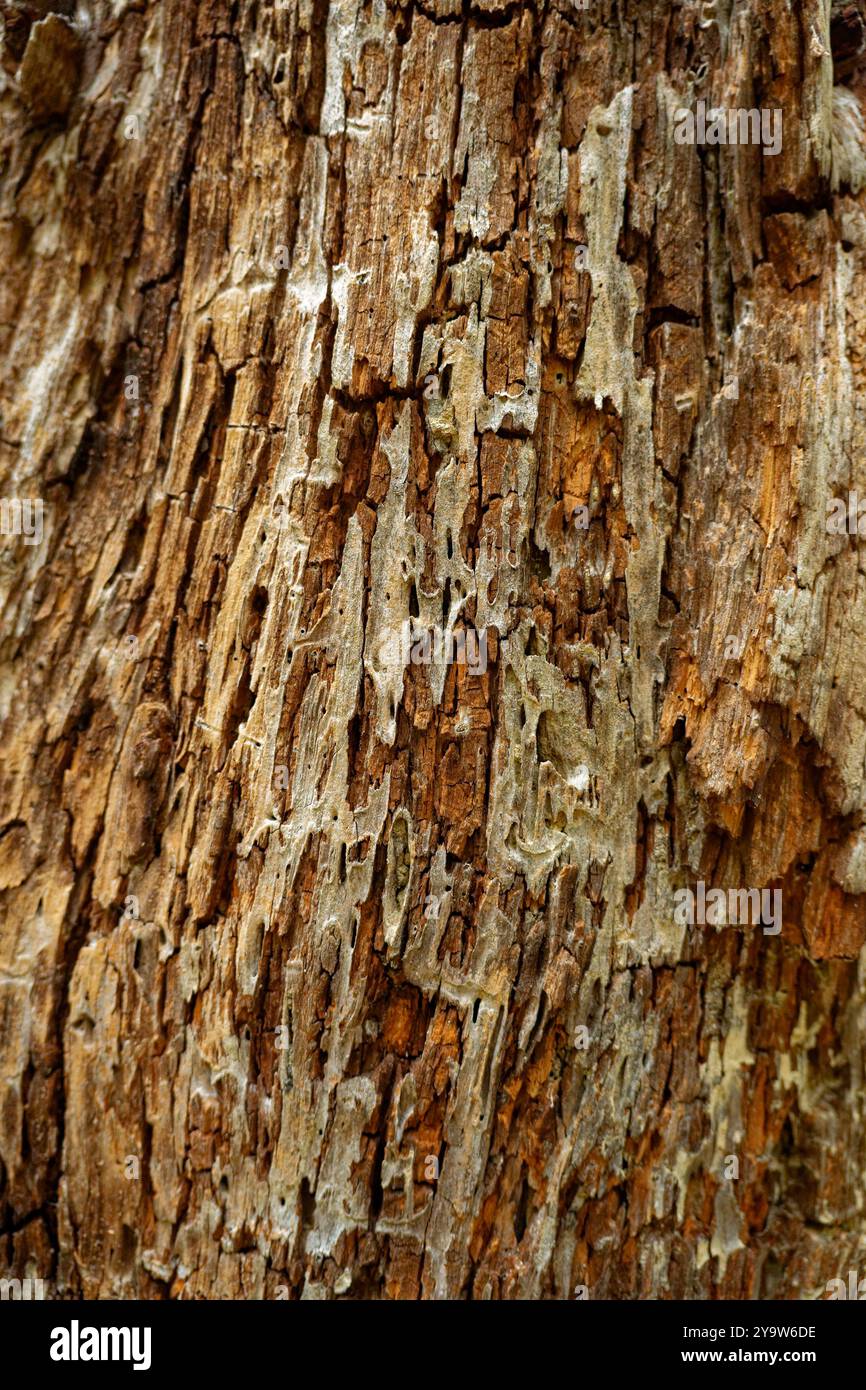 Rough tree bark closeup orange rusty colors with lots of textures for ...