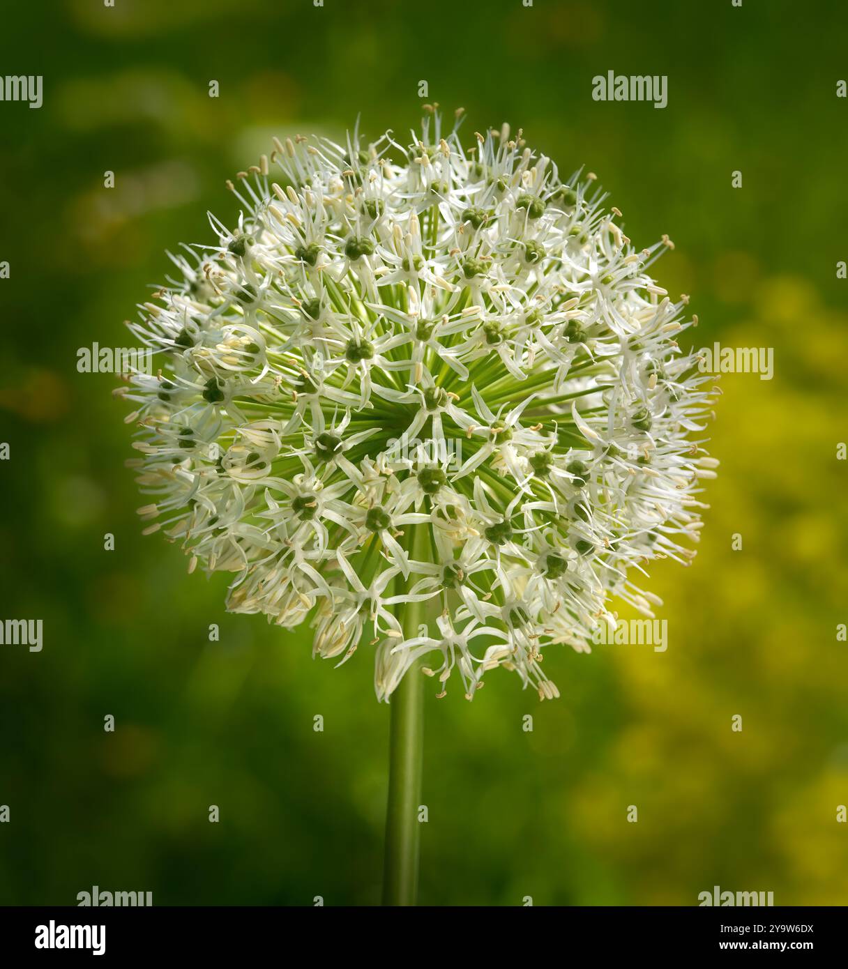 Ornamental onion (species Allium stipitatum - Mount Everest) single ...