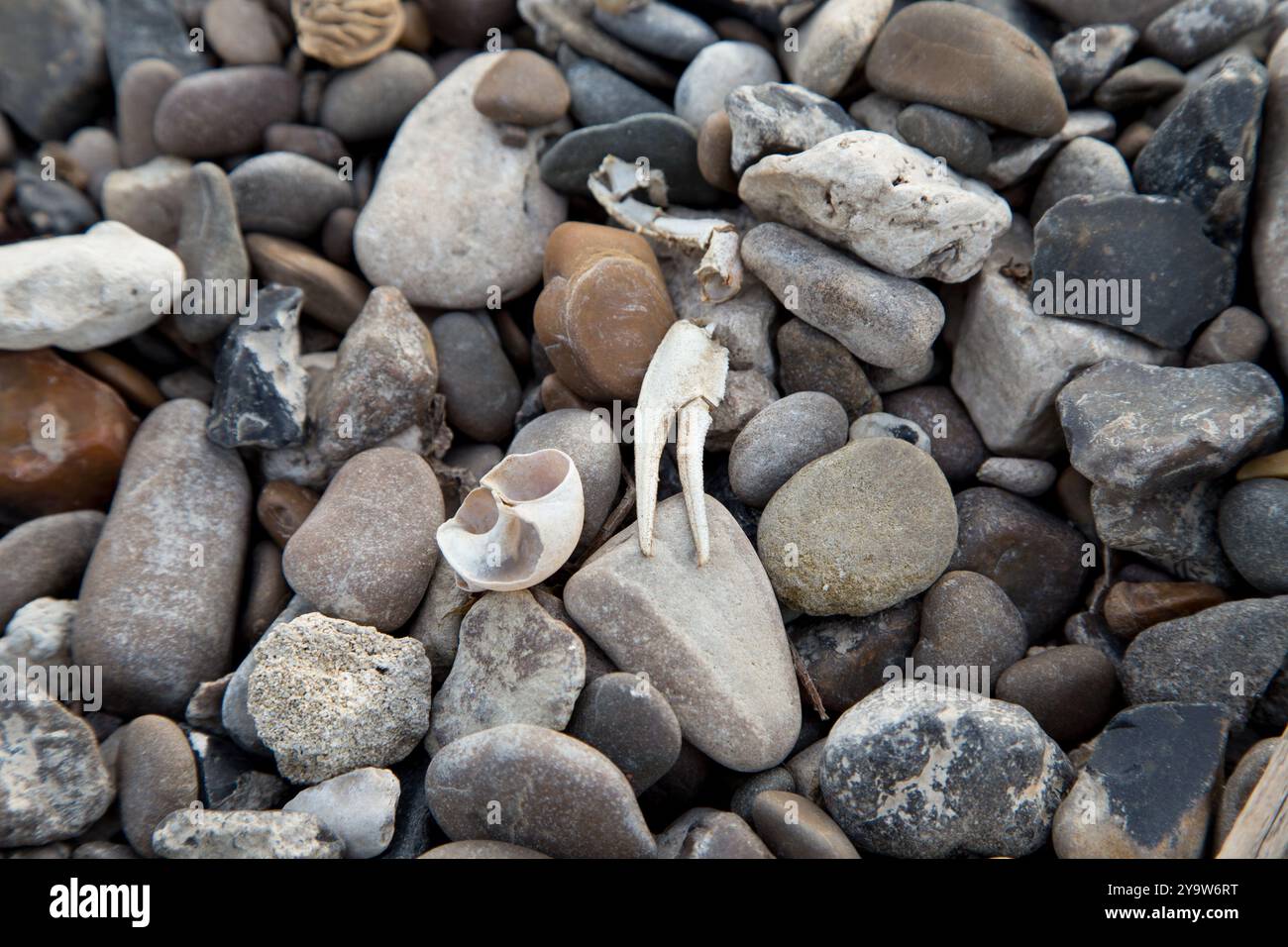 Bone build hi-res stock photography and images - Alamy