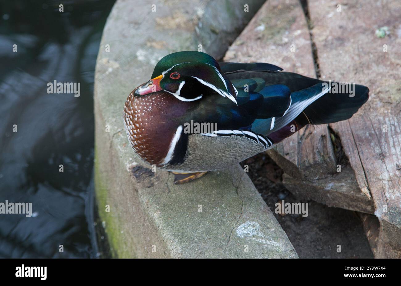 Wood duck with a white flare down the neck. Whole background Stock ...
