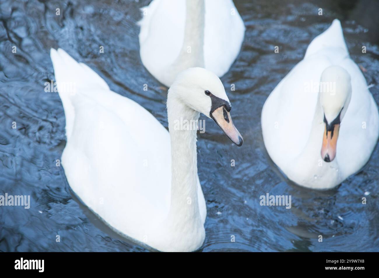 Three swan on blue lake. Whole background Stock Photo - Alamy