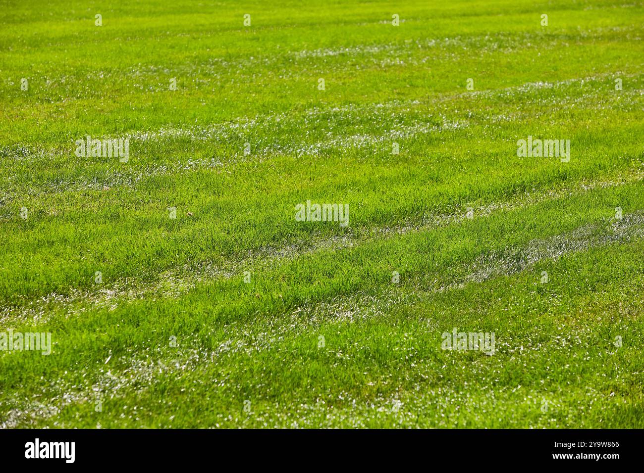 Grass at the racecourse track. Horse racing lines. Hippodrome Stock ...