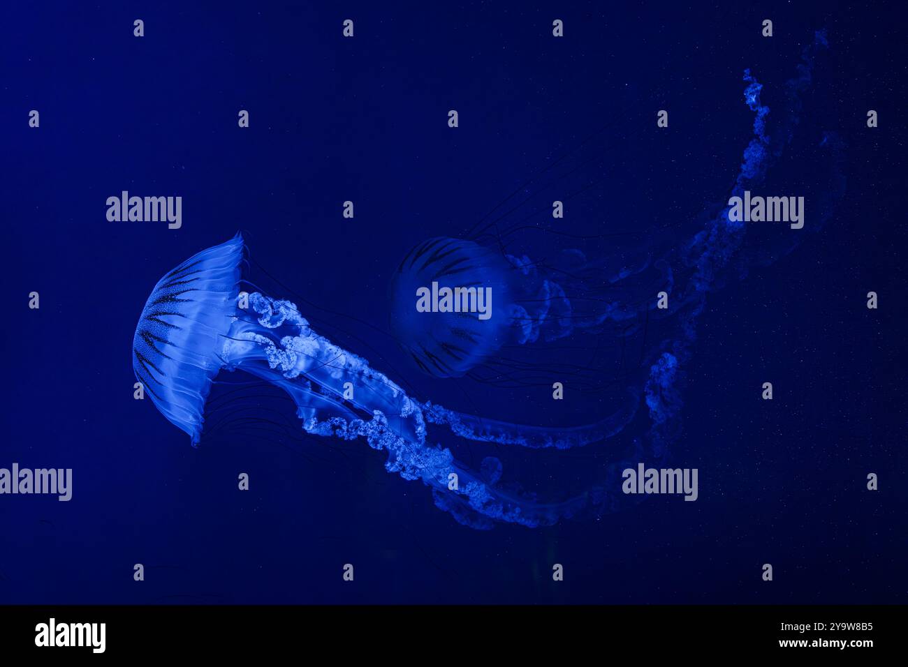 Jellifish South american sea nettle, Chrysaora plocamia swimming in ...