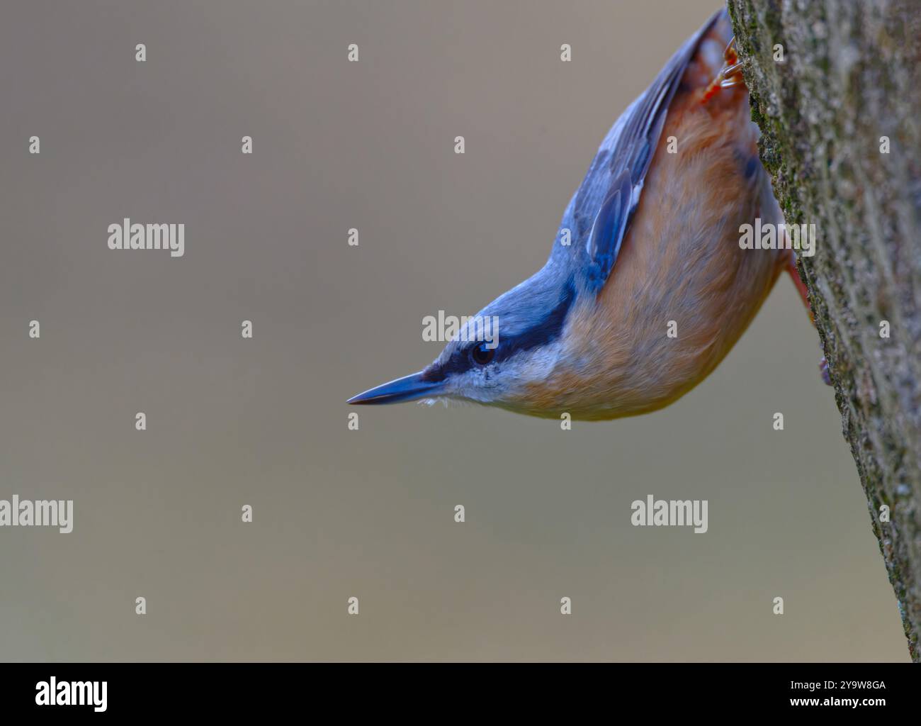 Cute nuthatch hi-res stock photography and images - Alamy