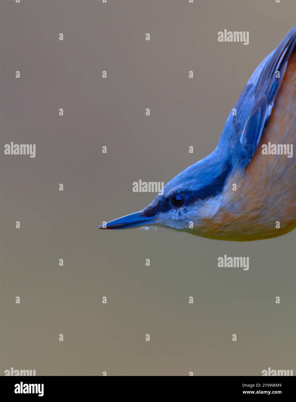 Nuthatch in woodland setting hi-res stock photography and images - Alamy