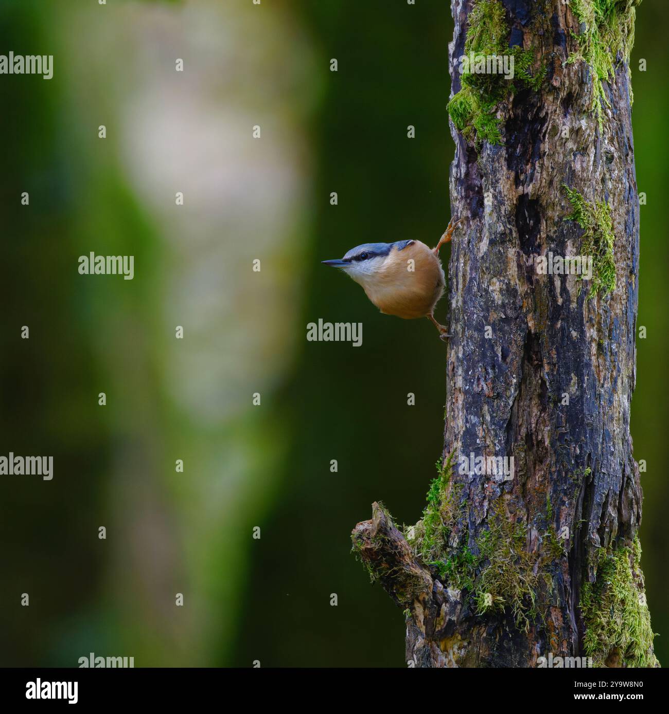 Front facing nuthatch hi-res stock photography and images - Alamy