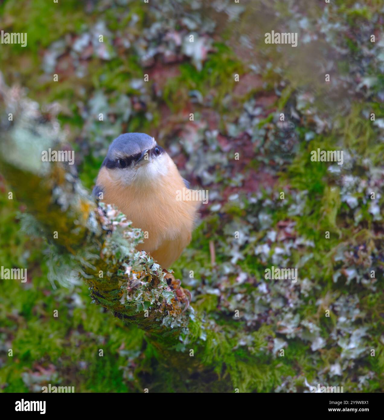 Classic pose of a nuthatch on tree bark hi-res stock photography and ...