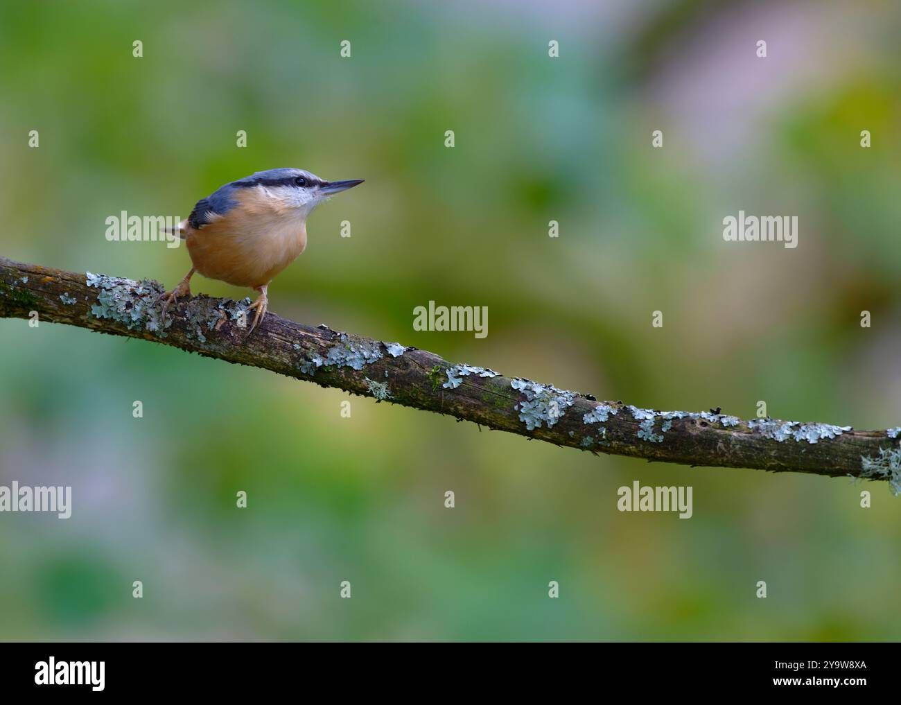 Eurasian nuthatch in woods hi-res stock photography and images - Alamy