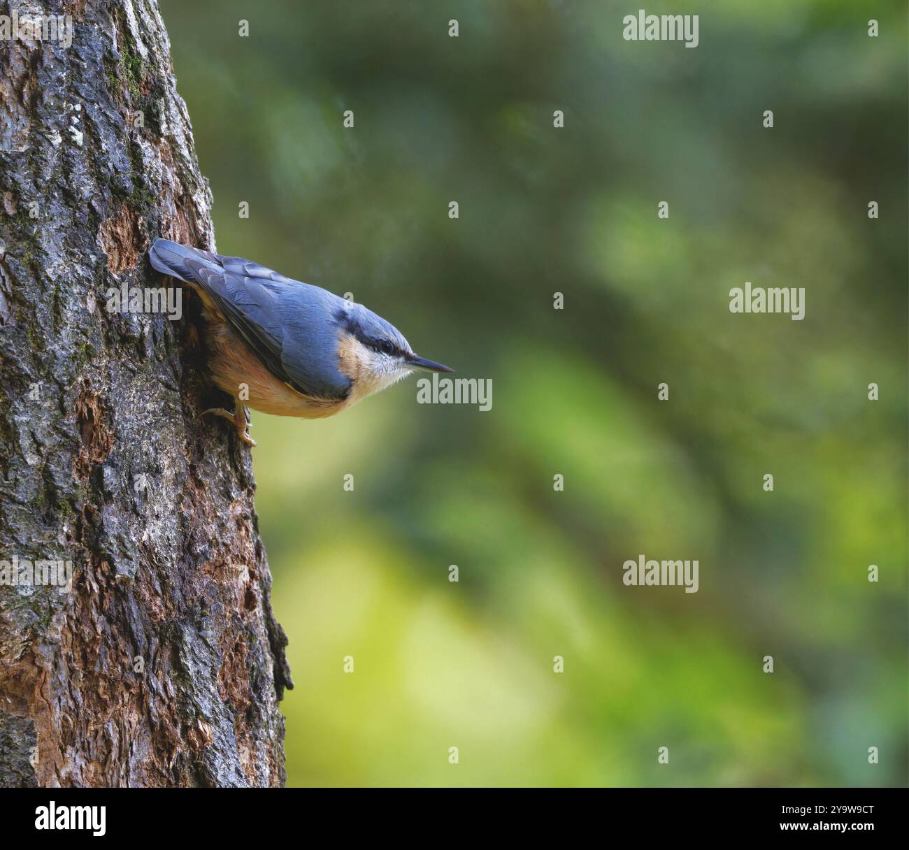 Front facing nuthatch hi-res stock photography and images - Alamy