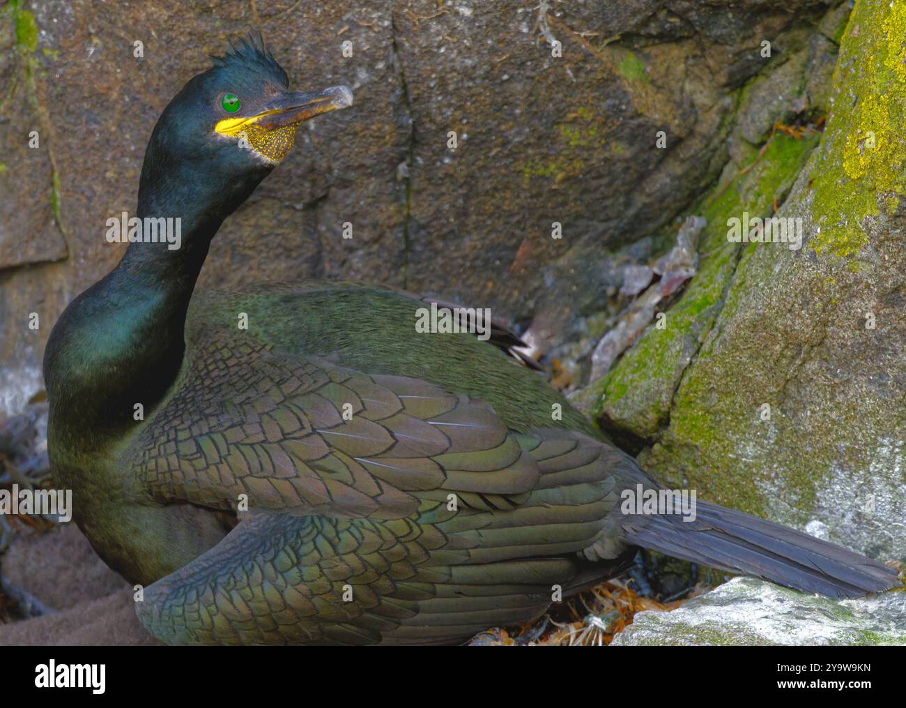 Shag drying wings hi-res stock photography and images - Alamy