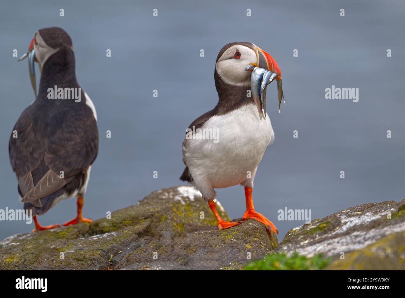 Two atlantic puffins both with sandeels hi-res stock photography and ...
