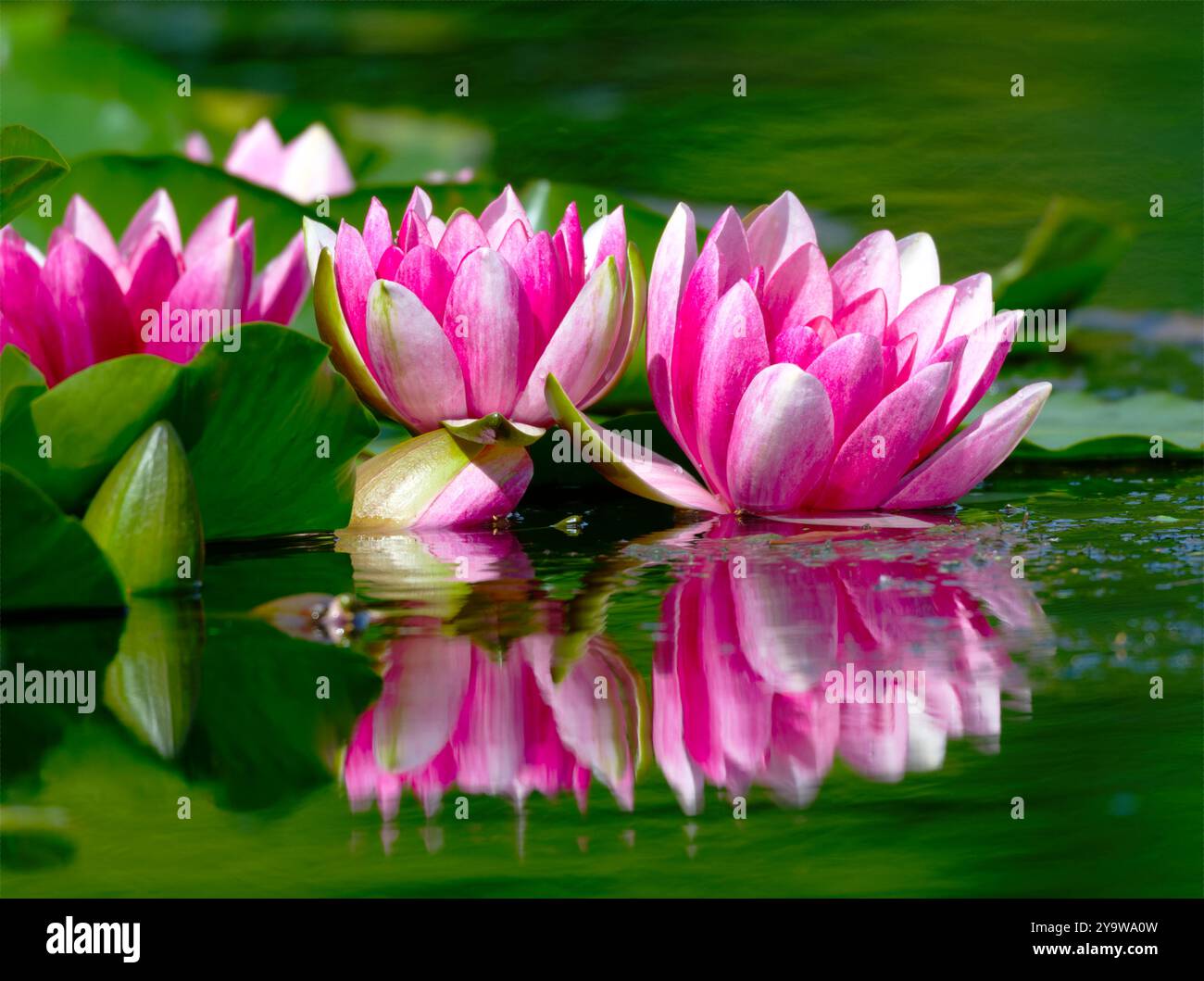 Pink Water lily Stock Photo - Alamy