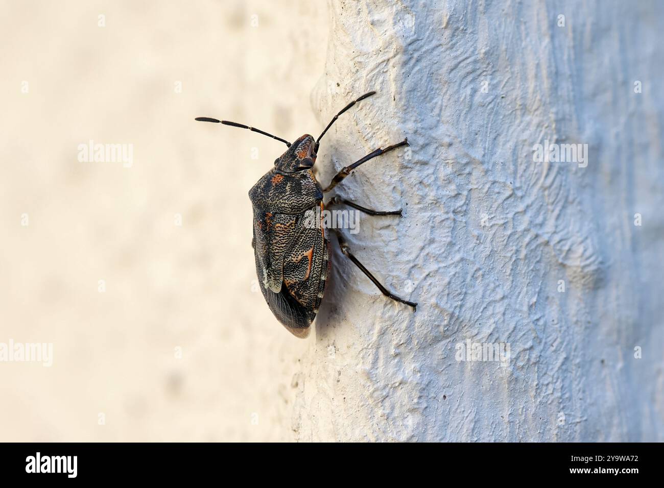 House macro black and white hi-res stock photography and images - Alamy