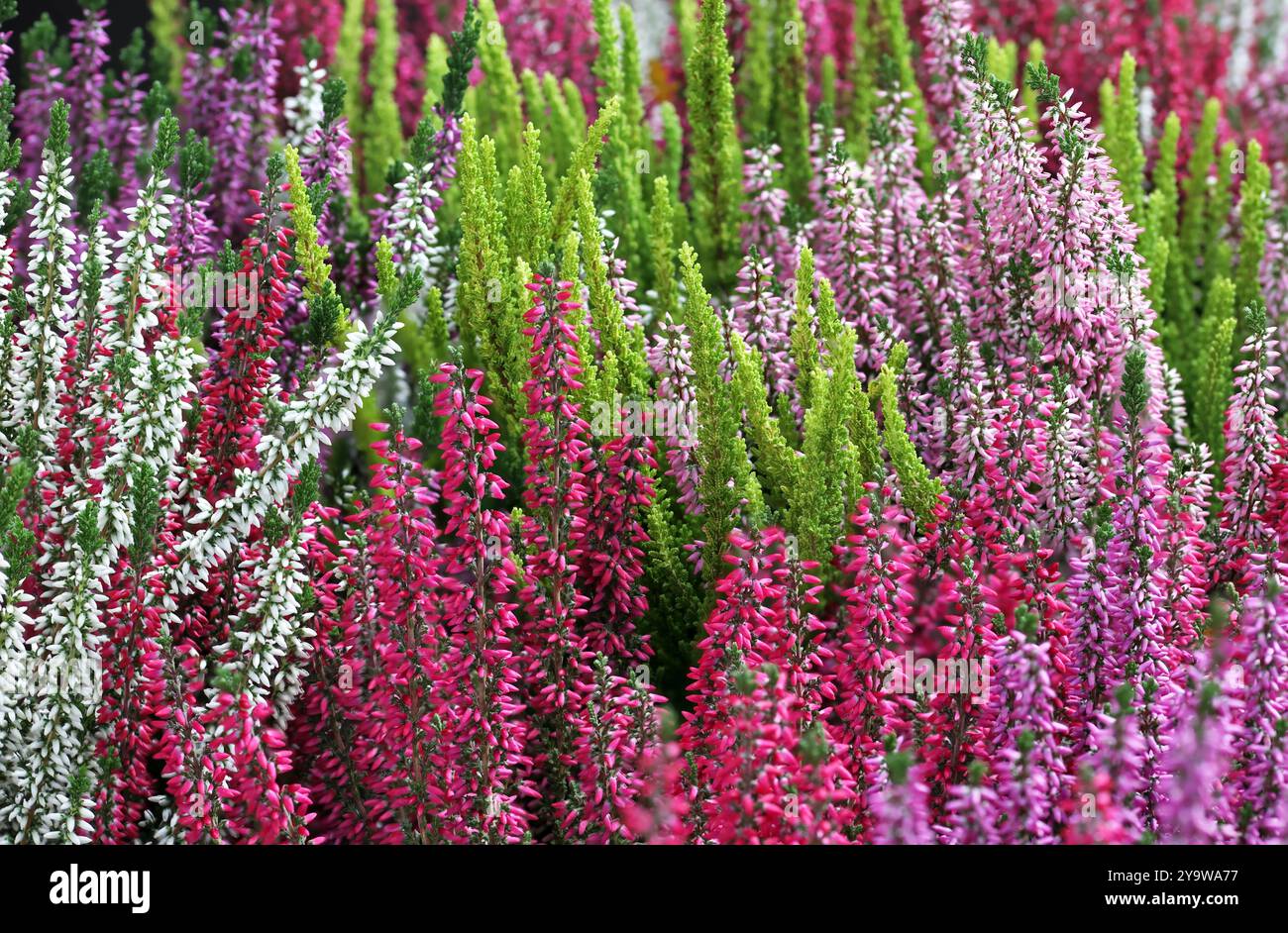 Heather erica blooming green hi-res stock photography and images - Alamy