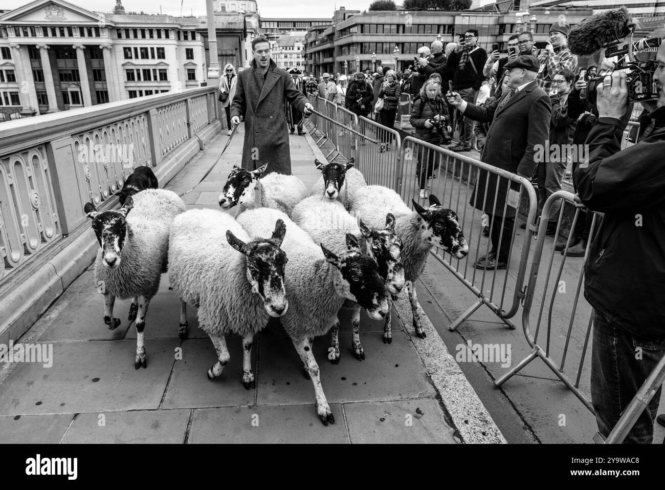Hollywood Actor Damian Lewis Leads The Annual Sheep Drive Across ...