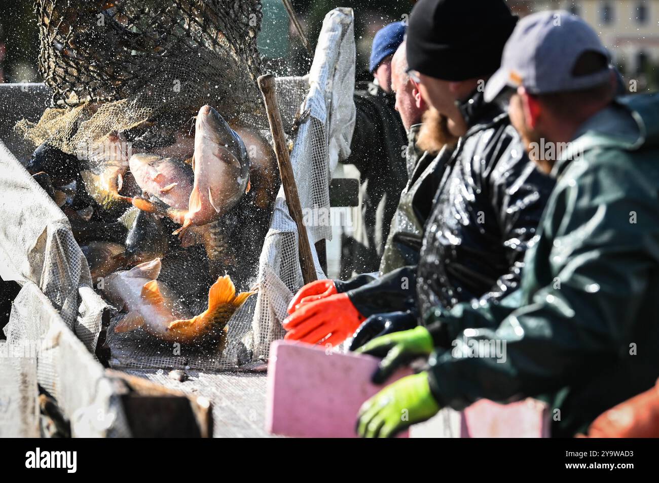 Wermsdorf, Germany. 11th Oct, 2024. Fish fall out of a large landing ...
