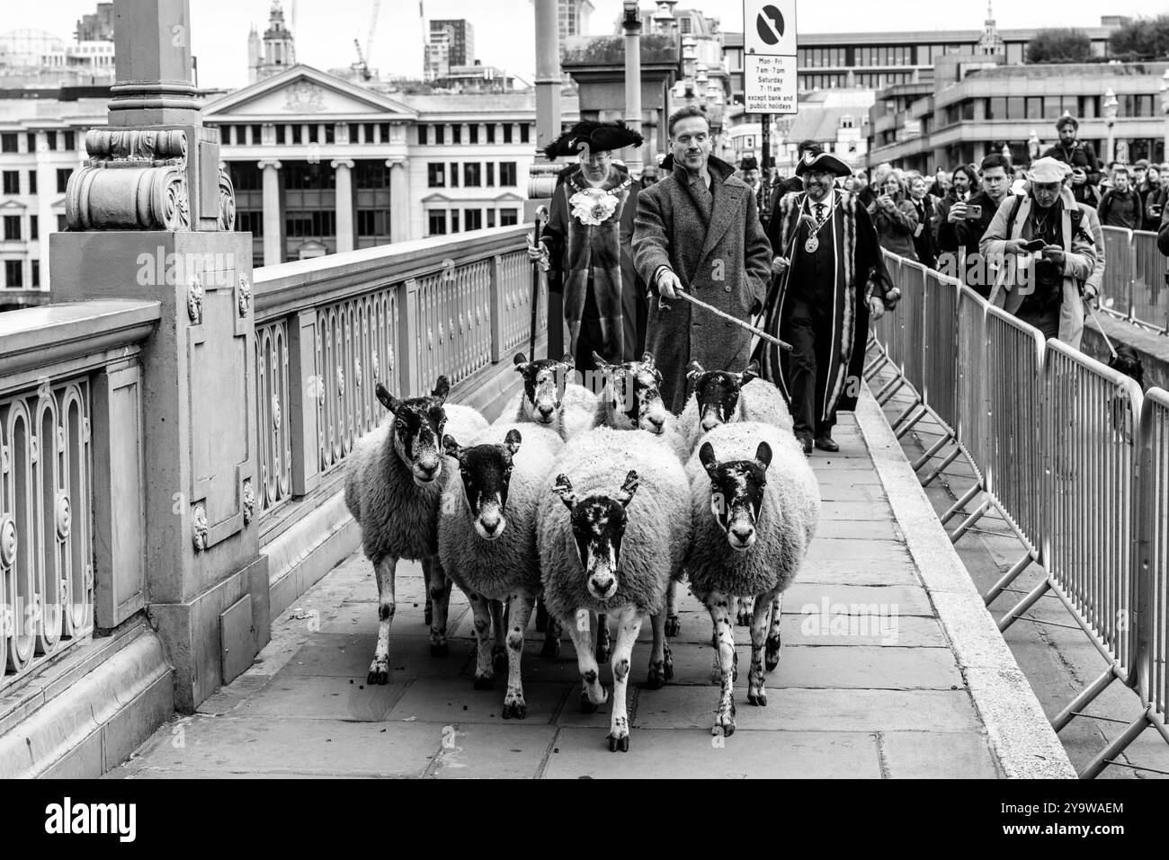 Hollywood Actor Damian Lewis Leads The Annual Sheep Drive Across ...