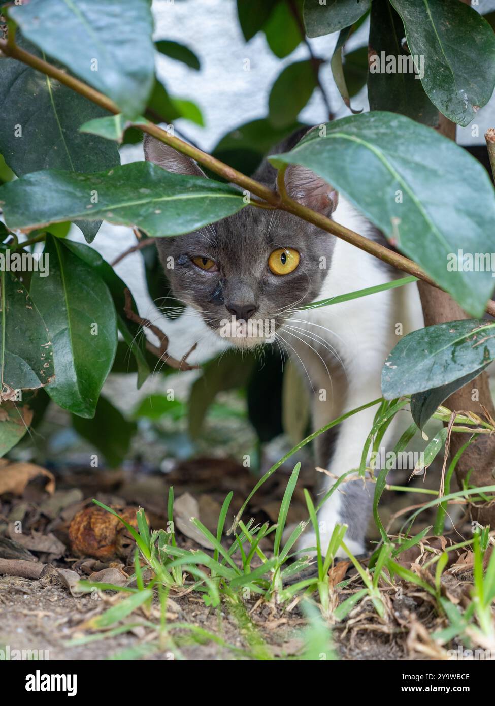 Eye bad hi-res stock photography and images - Alamy