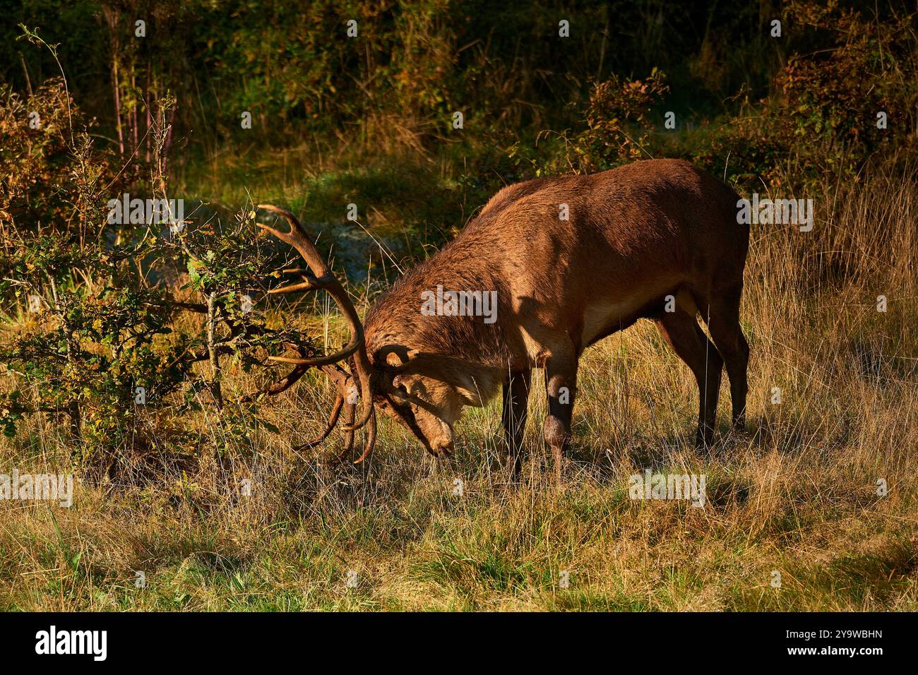 Red Stag (Rutting Season Stock Photo - Alamy