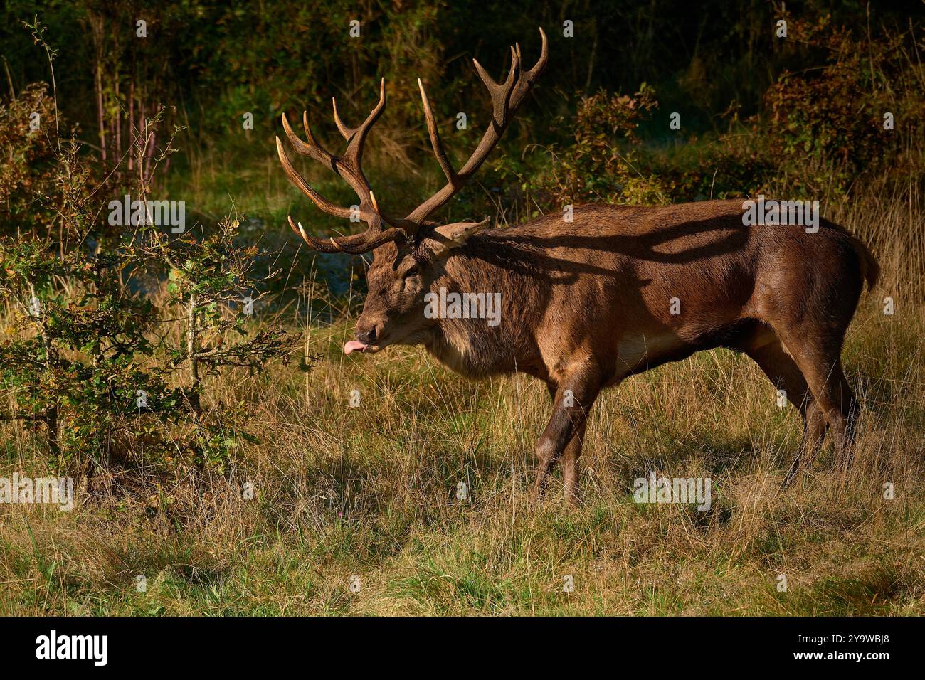 Red Stag (Rutting Season Stock Photo - Alamy