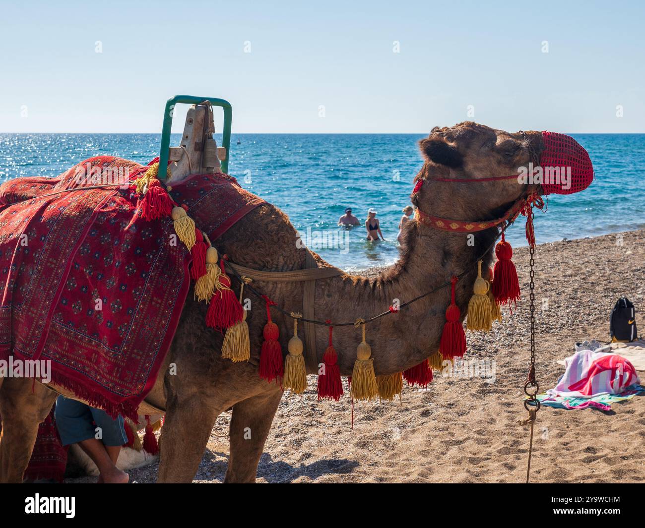 Camel at the beach with red mask on Stock Photo - Alamy