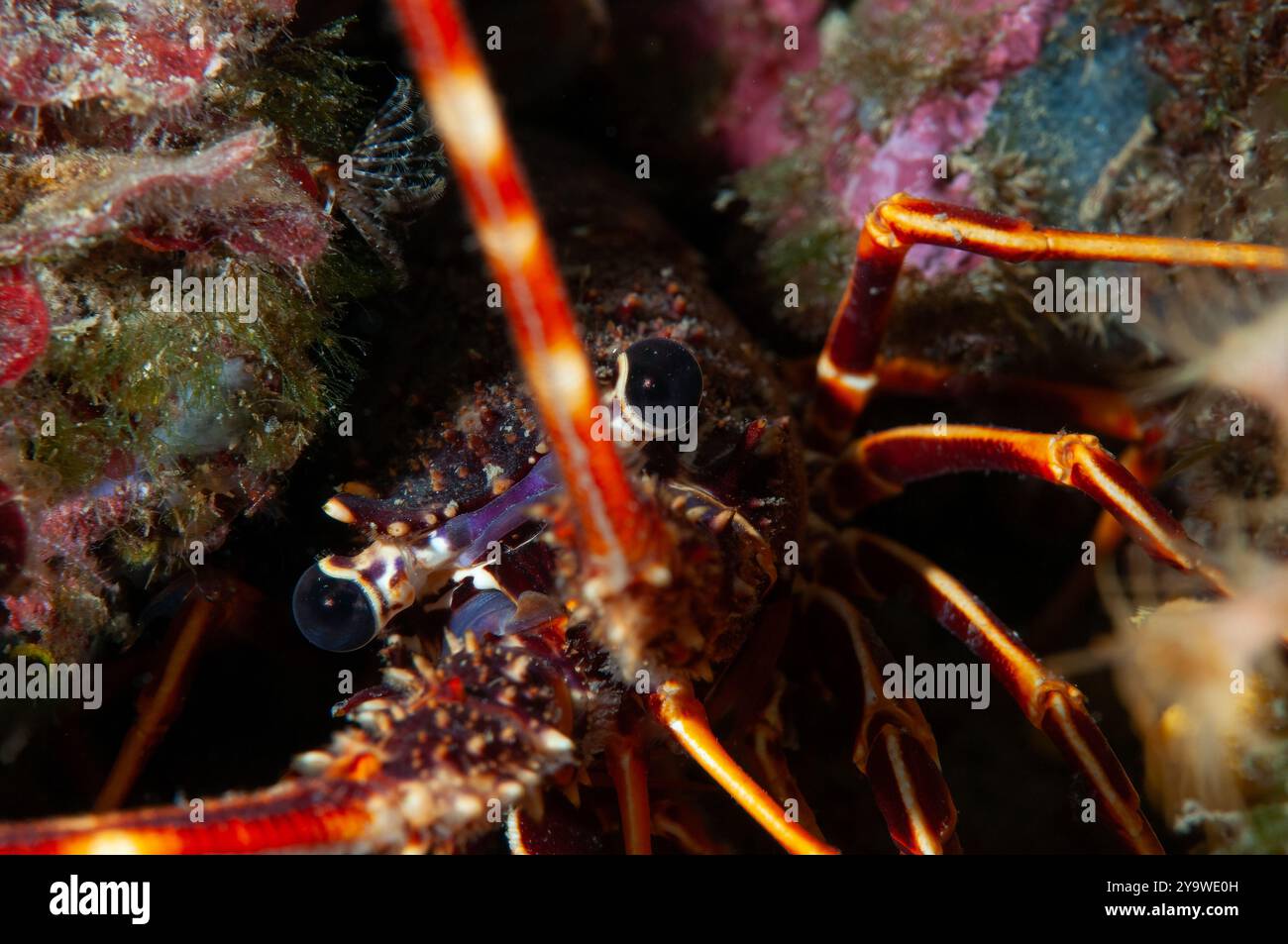 European Spiny Lobster, Palinurus elephas, Cadaques, Costa Brava, Spain ...