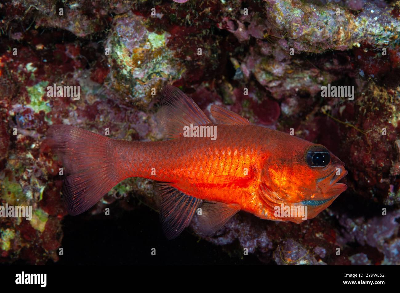 Mediterranean cardinalfish, Apogon imberbis, eggs in the mouth ...