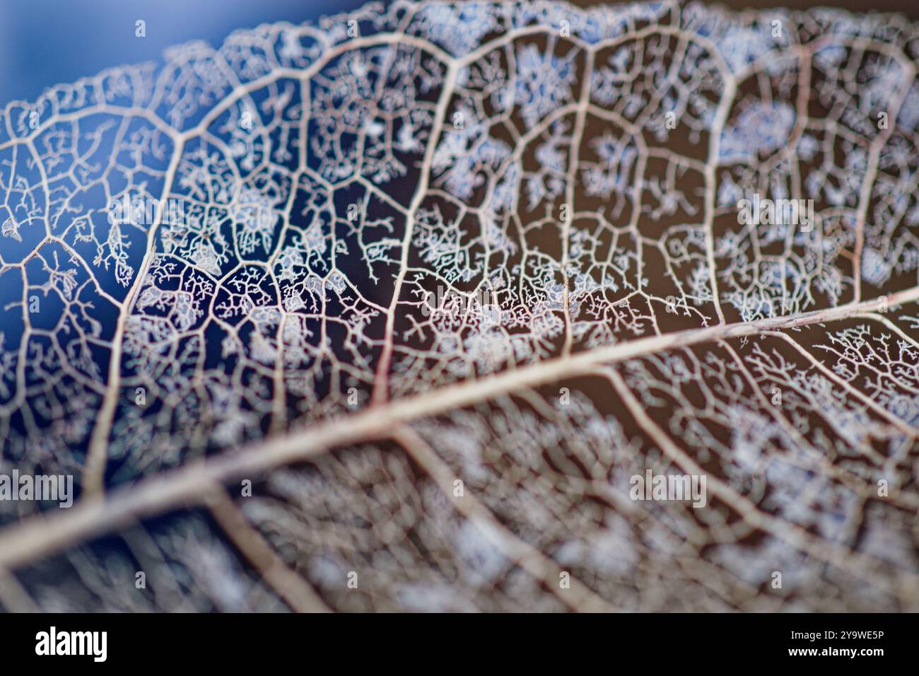 Subtle intricate structure hi-res stock photography and images - Alamy
