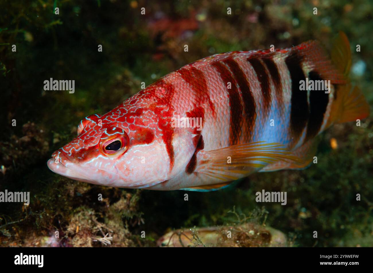 Roca de vaca hi-res stock photography and images - Alamy