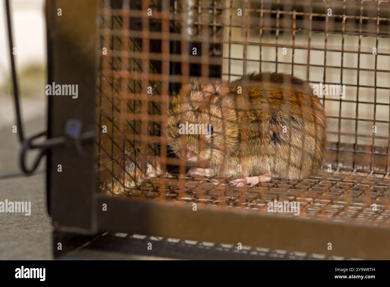 Trap door side view hi-res stock photography and images - Alamy