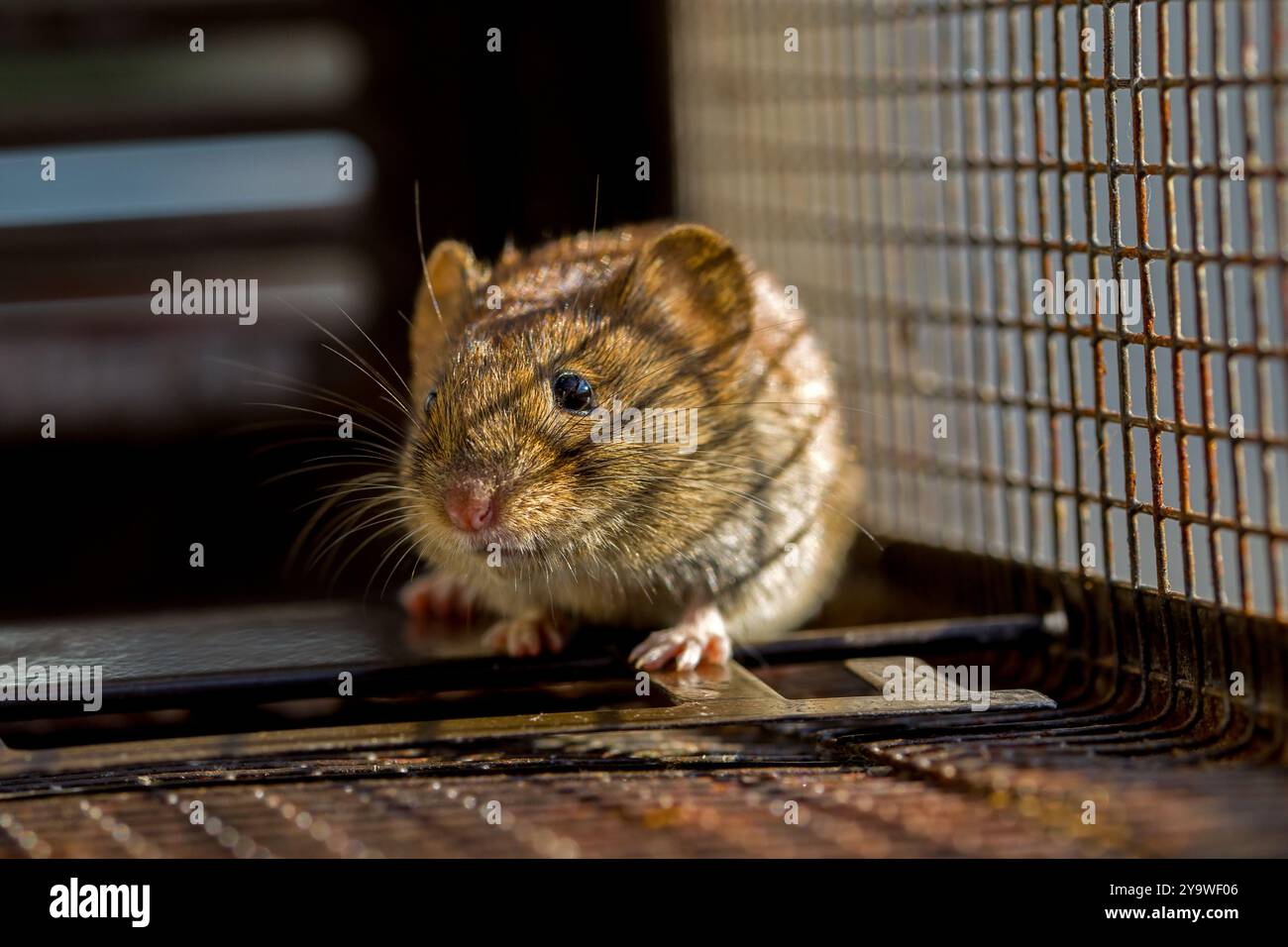 side view of a small brown house mouse caught in a live metal trap in ...