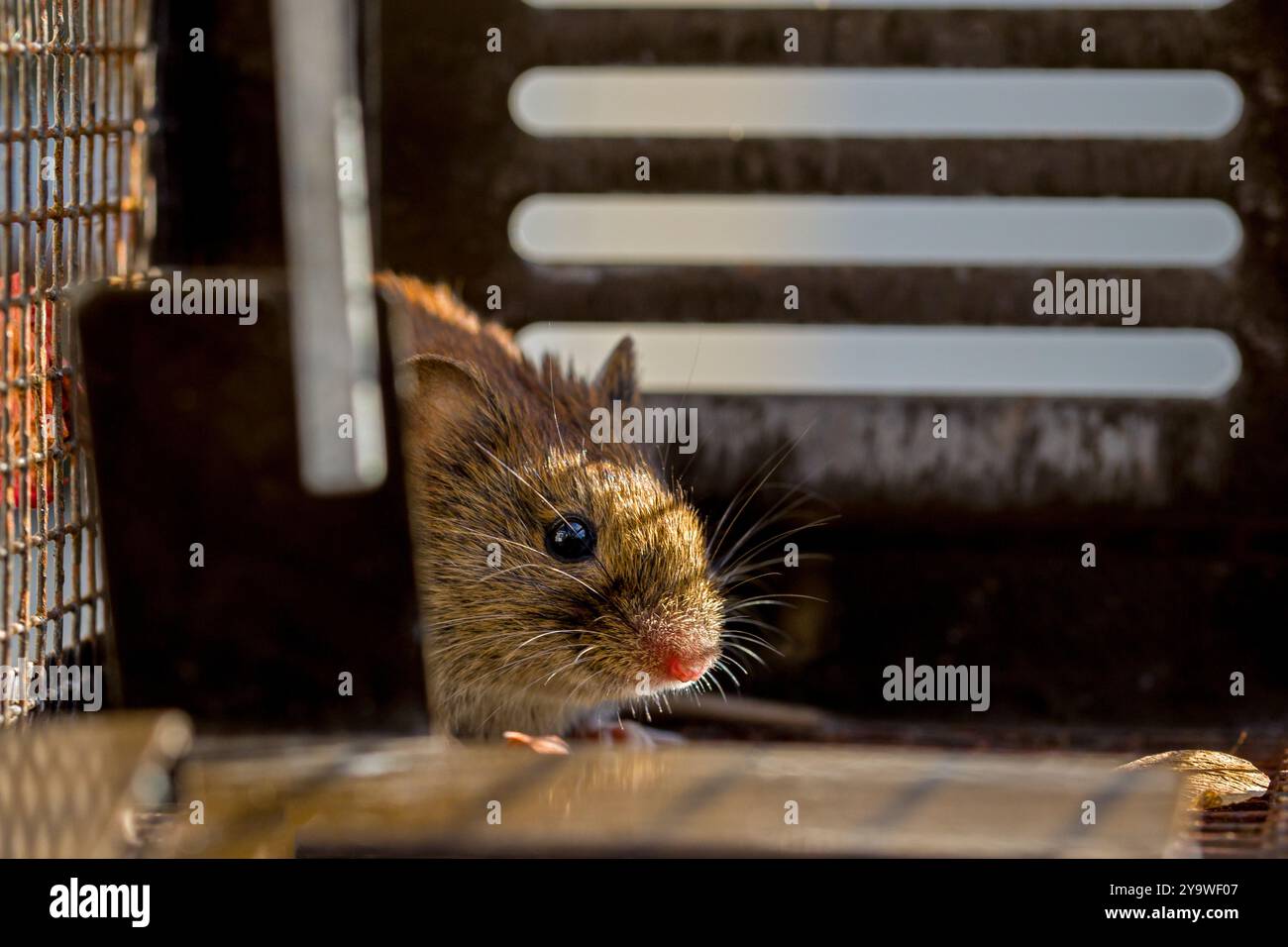 side view of a small brown house mouse caught in a live metal trap in ...