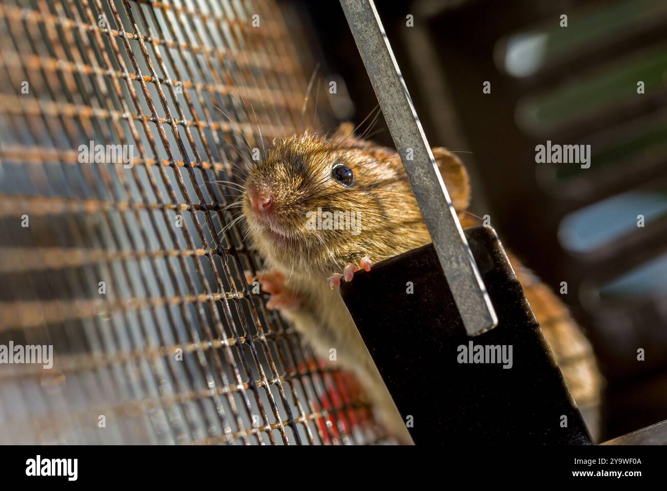 front view of a small brown house mouse caught in a live metal trap in ...