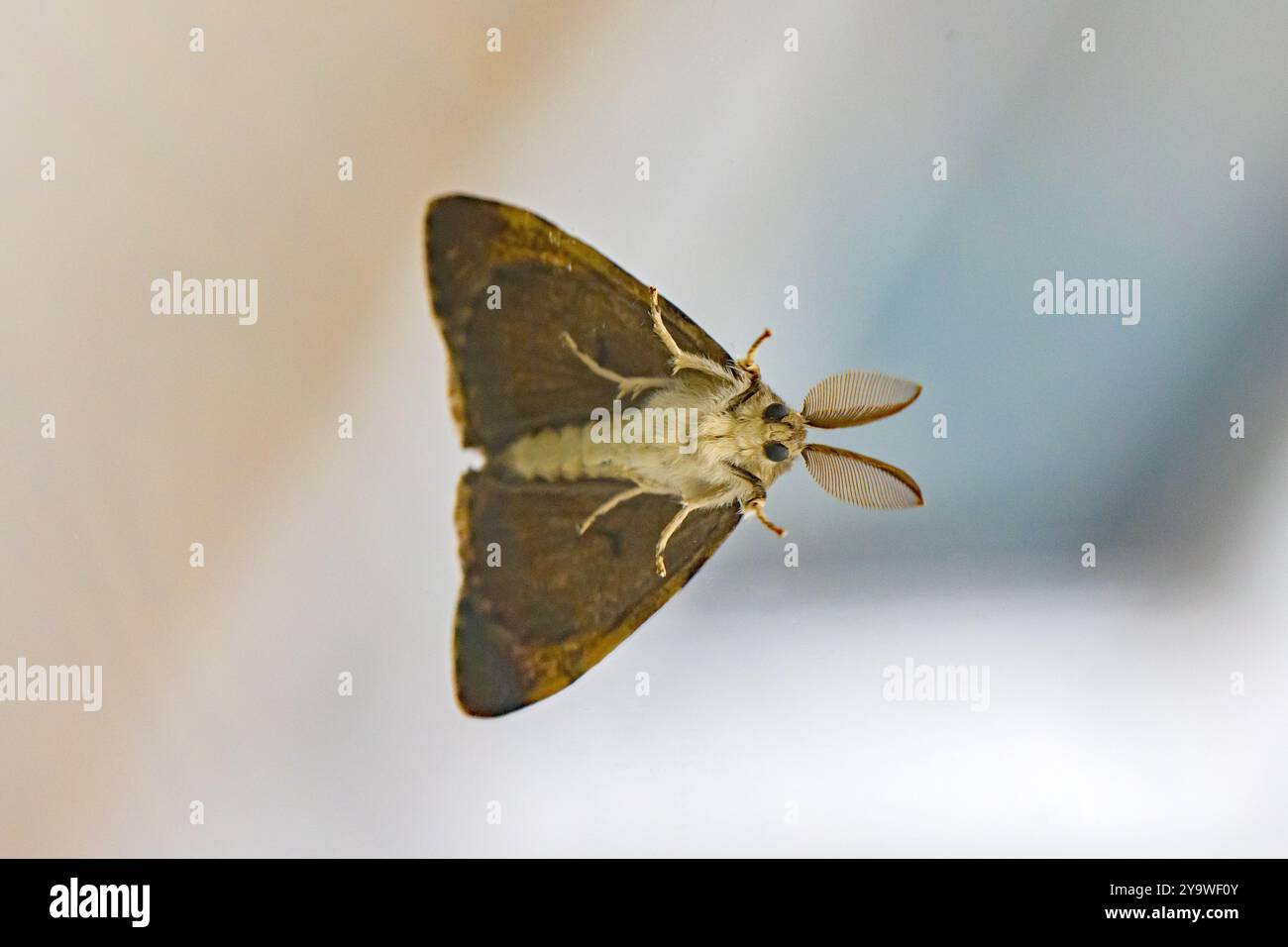 close-up view of the underside of a gypsy moth with large antennae ...