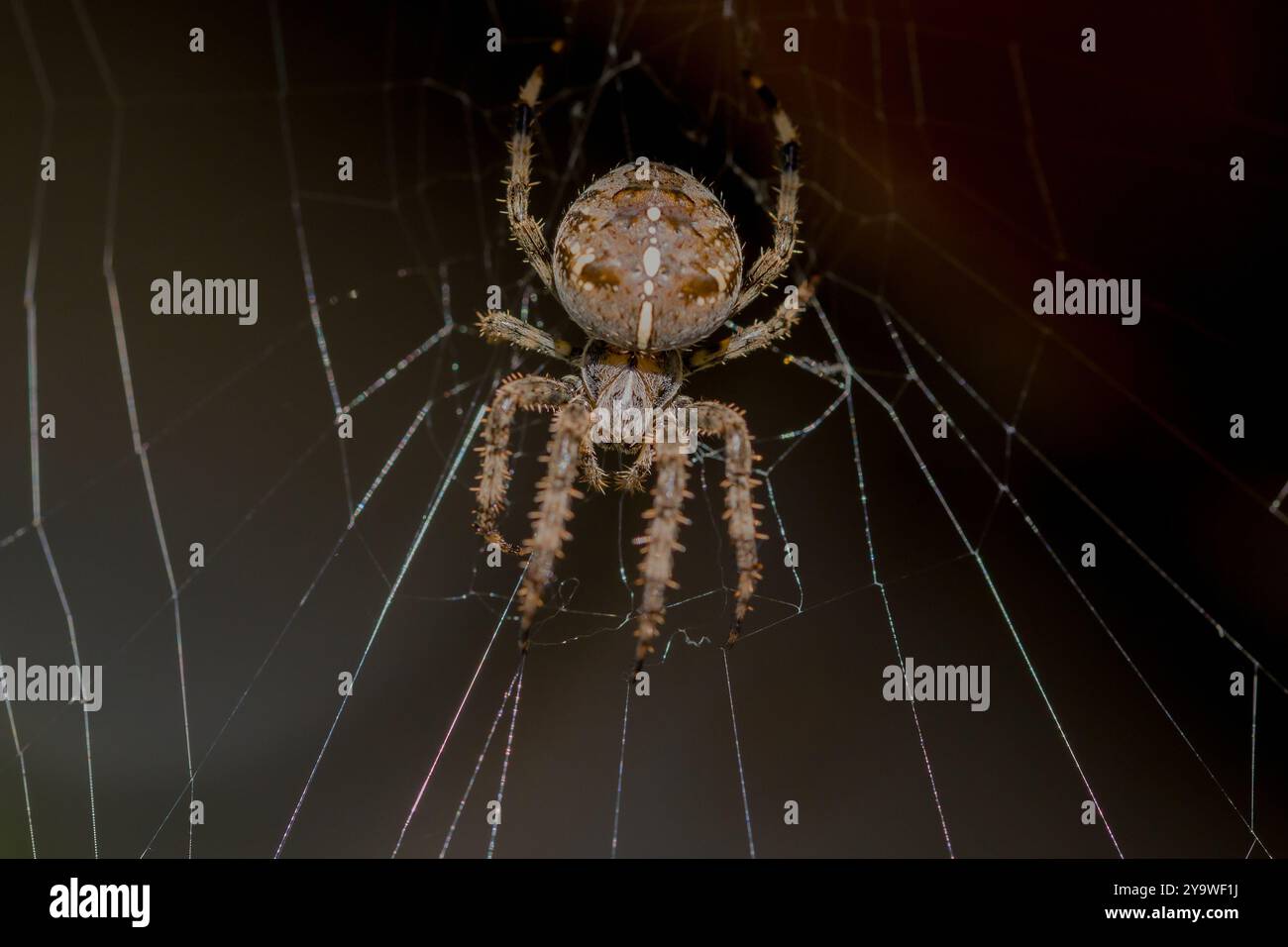 close-up view of a large brown crowned orb weaver in the net and a dark ...