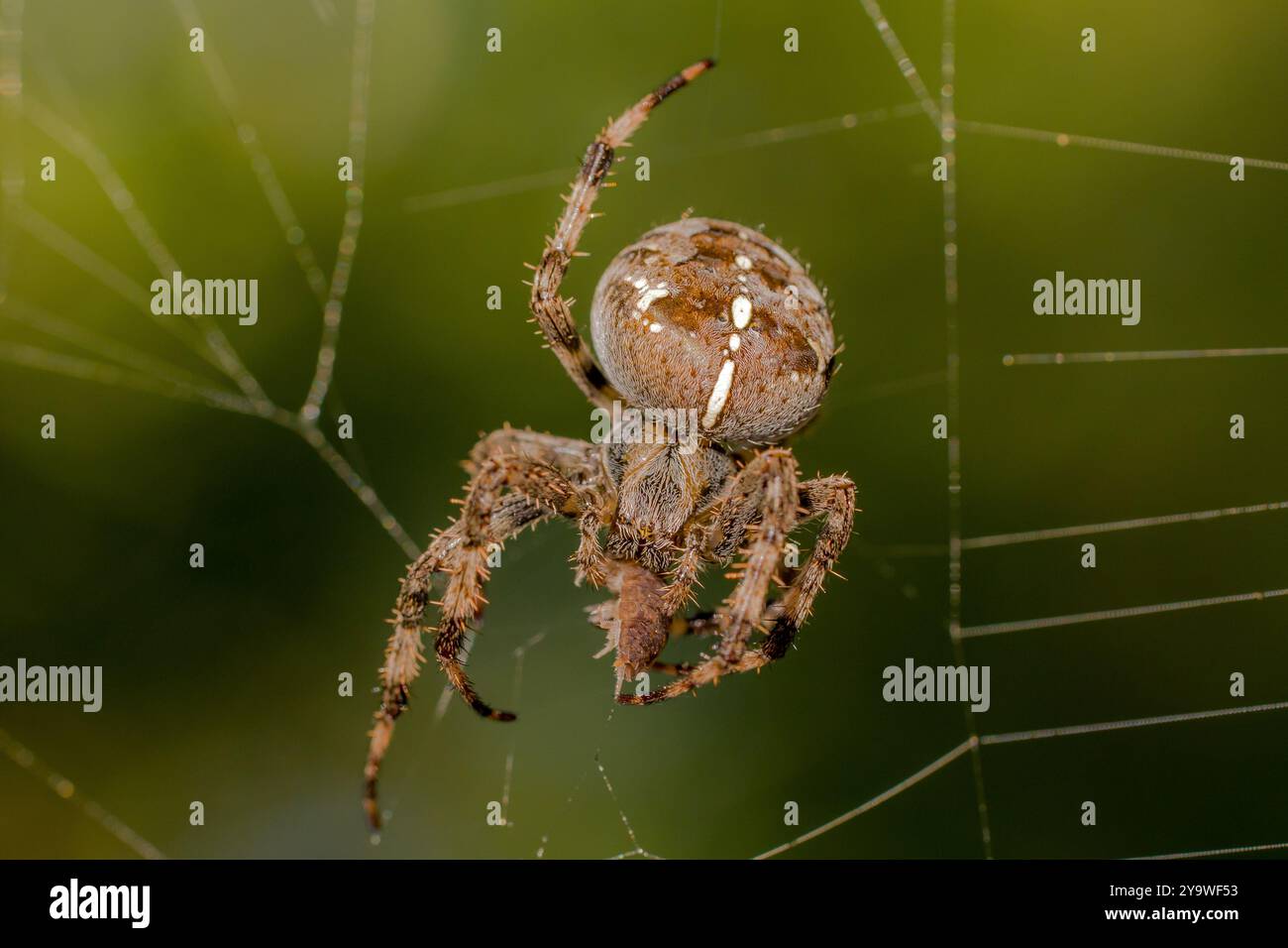 close-up view of a large brown crowned orb weaver in the net with a ...