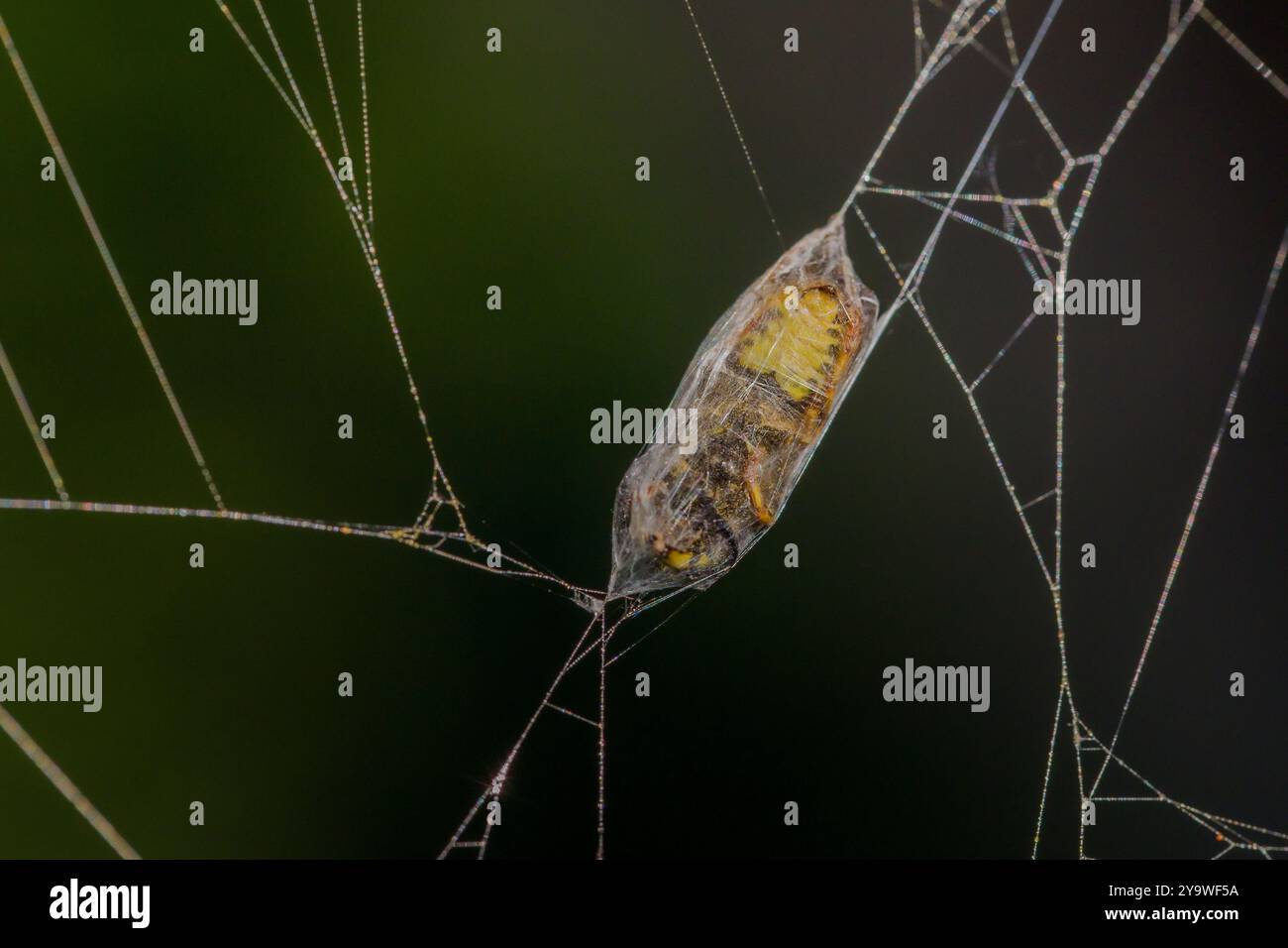 a trapped wasp in a cocoon of spider silk with a dark green background ...