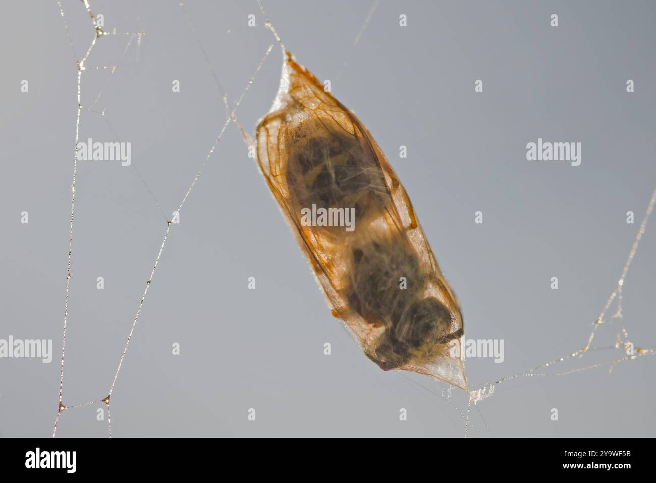 the dark contours of a trapped wasp in a cocoon of spider silk with a ...