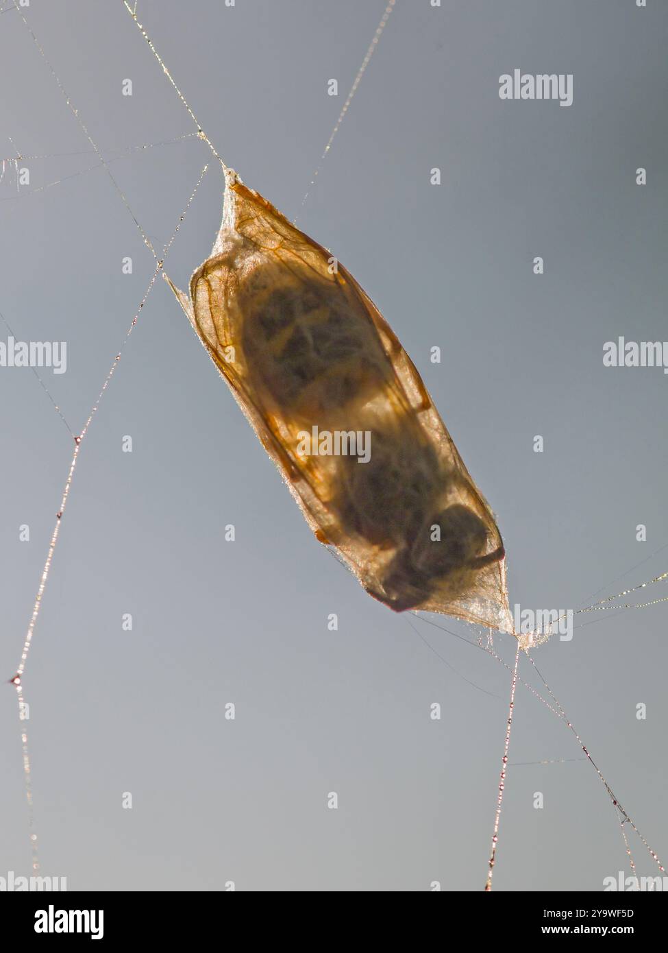 the dark contours of a trapped wasp in a cocoon of spider silk with a ...