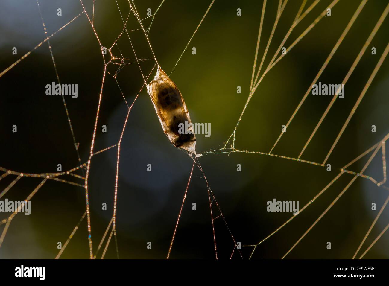the dark contours of a trapped wasp in a cocoon of spider silk with a ...
