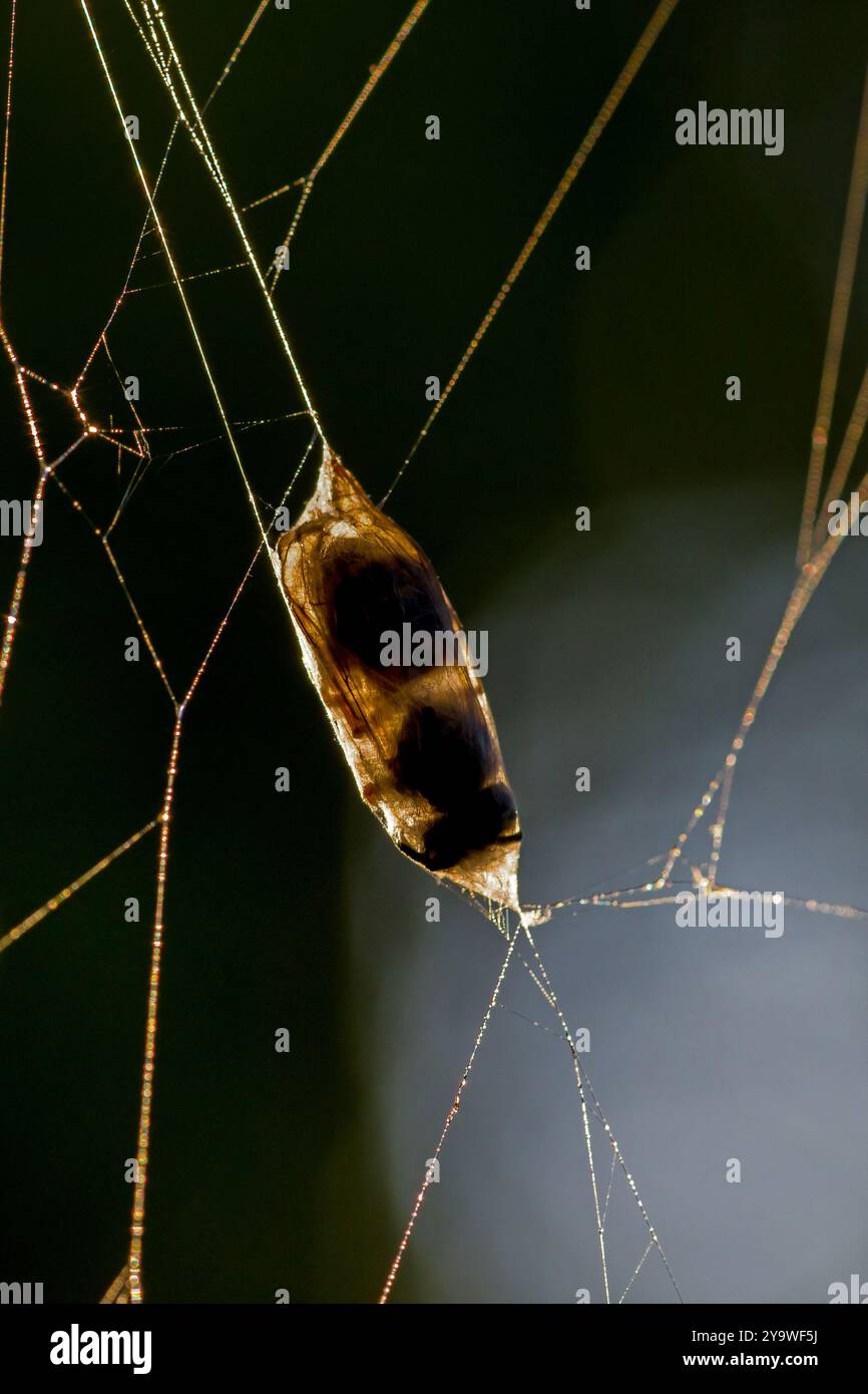 the dark contours of a trapped wasp in a cocoon of spider silk with a ...
