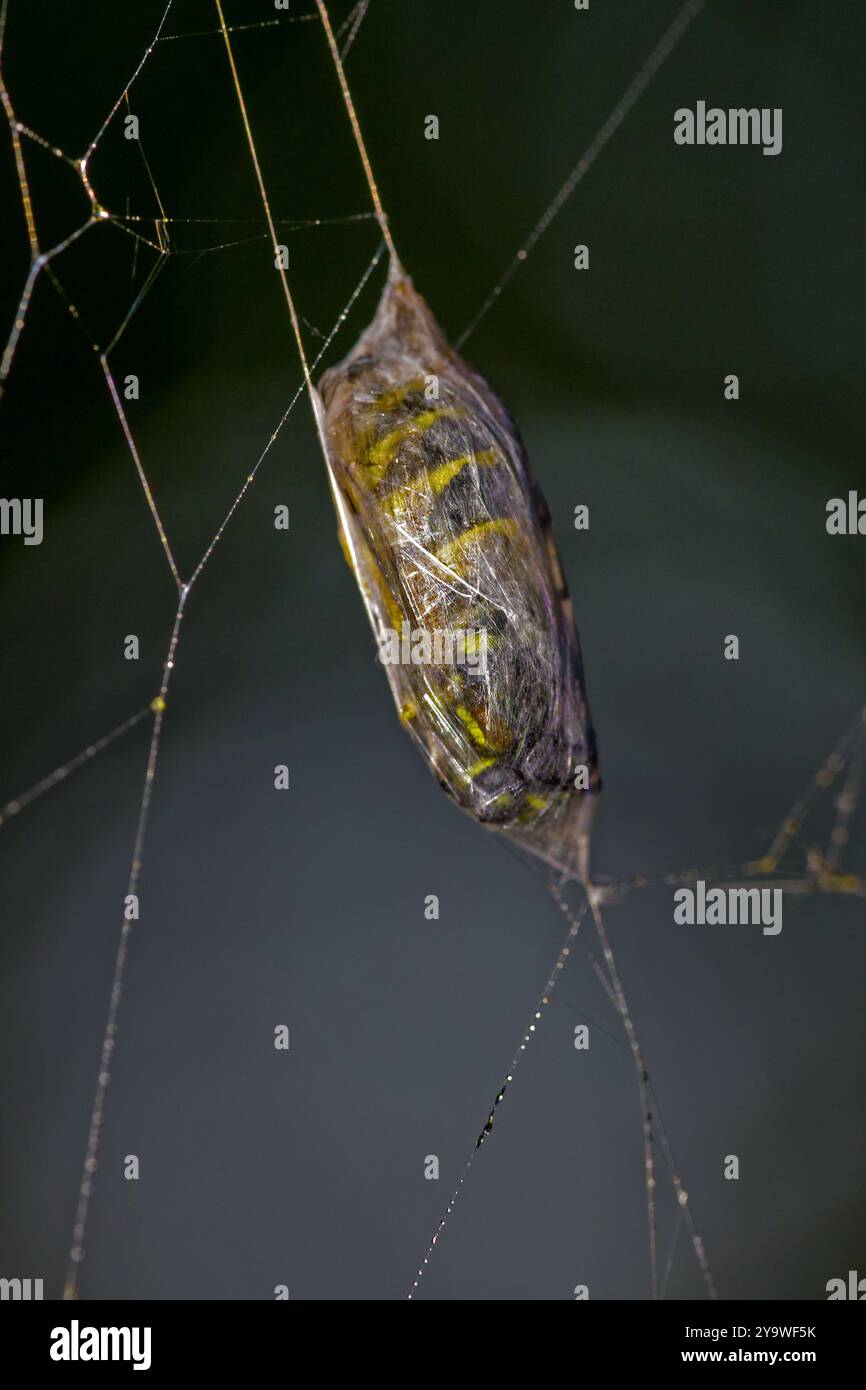 a trapped wasp in a cocoon of spider silk with a dark background Stock ...